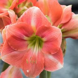 Amaryllis Single Vera