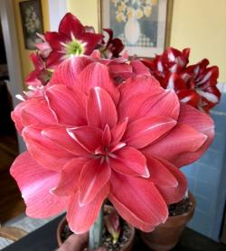 AMARYLLIS Double Pink