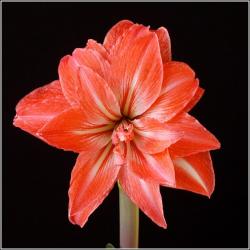 Amaryllis Double Lady Jane