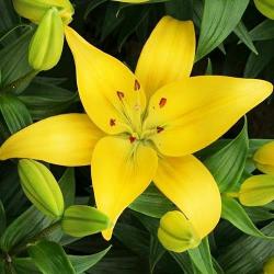 Ljiljan-Lilium Asiatic Yellow