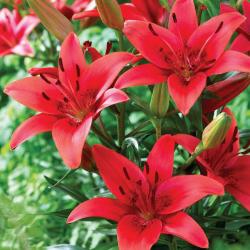 Ljiljan-Lilium Asiatic Red