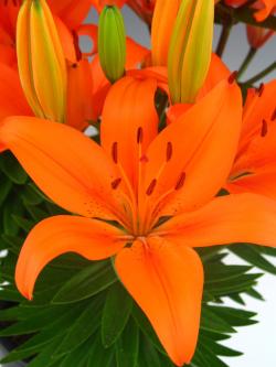 Ljiljan-Lilium Asiatic Orange