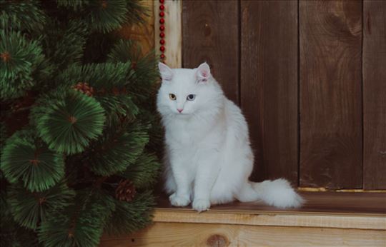 Turska Angora, mlada mačka