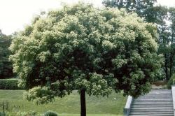 Katalpa drvo cigara