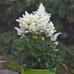 Astilbe bele