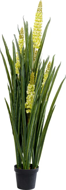 Ukrasna biljka Rhynchostylis 150cm