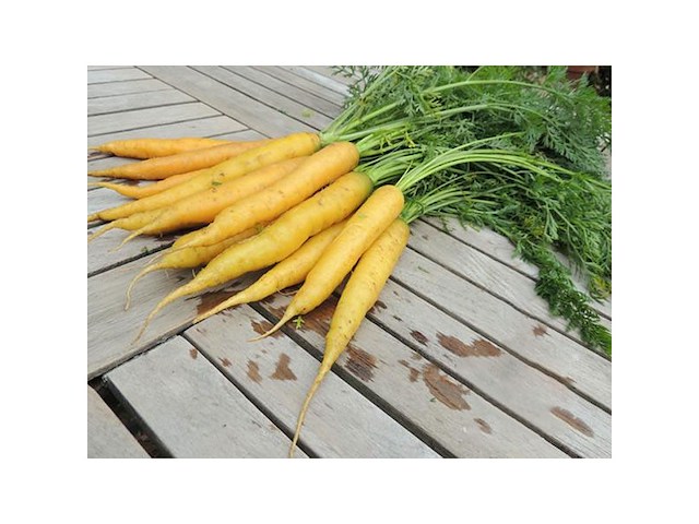 Šargarepa žuta `Jaune du Doubs` (Daucus carota)