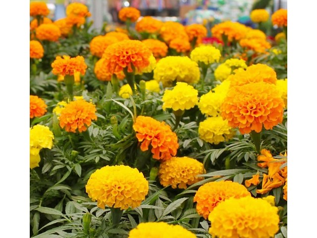 Kadifa visoka `Sierra` Mix (Tagetes erecta)