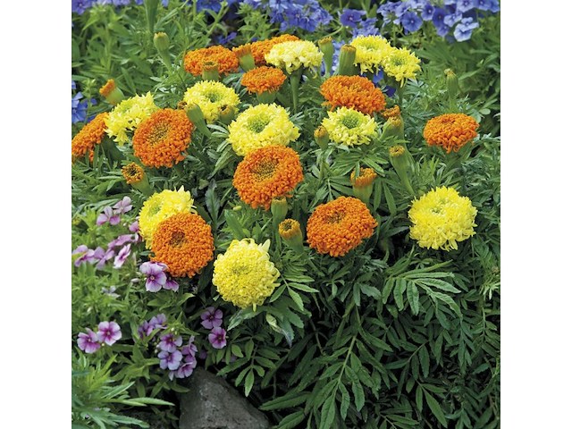 Kadifa visoka `Spinning Wheels` (Tagetes erecta)