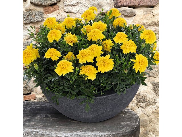 Kadifa `Super Hero Gold` (Tagetes patula)