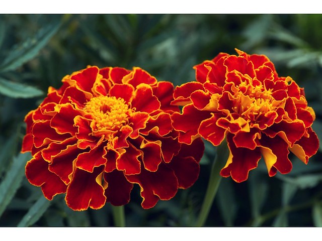 Kadifa dupla crvena `Brocade` (Tagetes patula)