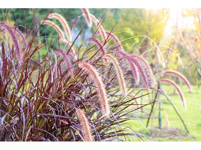 Setarija `Red Jewel` (Setaria italica)