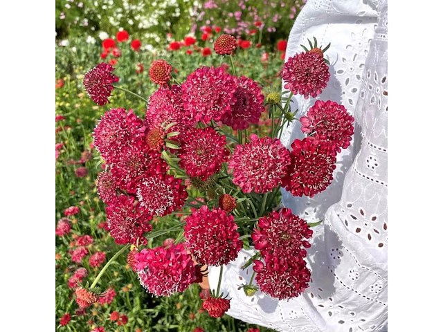 Skabioza `Fire King` (Scabiosa atropurpurea)