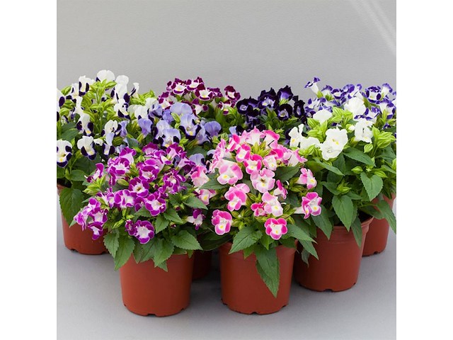 Torenija Mix (Torenia fournieri)