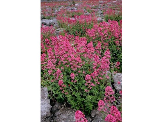 Valerijana crvena (Centranthus ruber) 50 semena