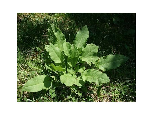 Pitomo zelje `Rumex patientia` 500+ semena