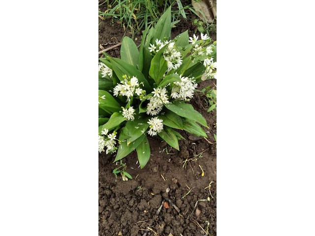 Sremuš - Allium ursinum 20 semena