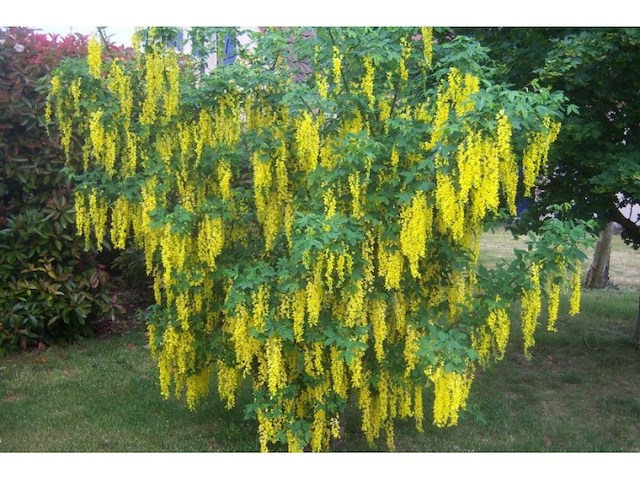 Zlatna kiša (Laburnum anagyroides), 1g (oko 50 semenki)