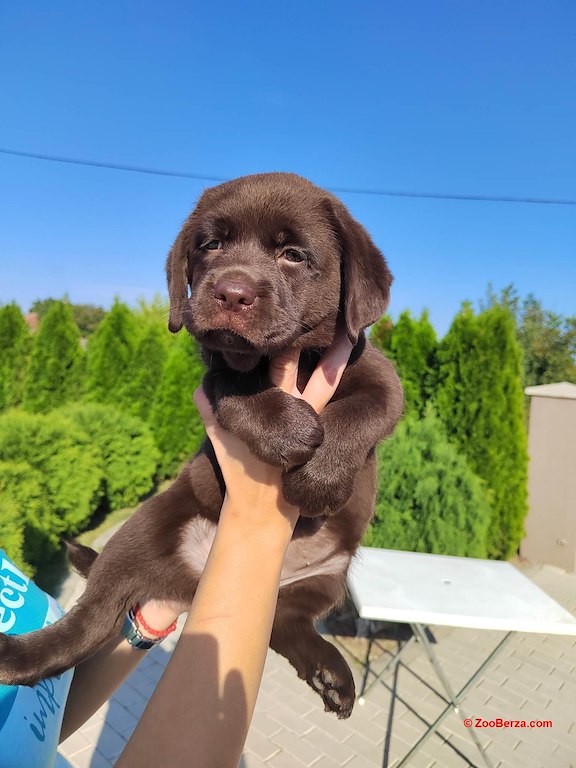 Labrador Retriver stenci