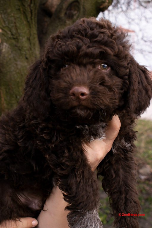 Lagotto romagnolo