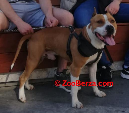 Amstaff