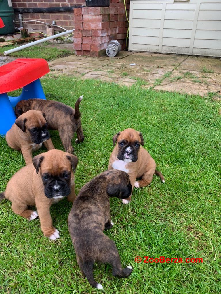 Mooie Boxer puppy's,