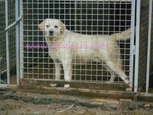 Labrador retriver parenje