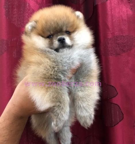 Pomeranski špic,Pomeranac,Pomeranian,Boo štenci