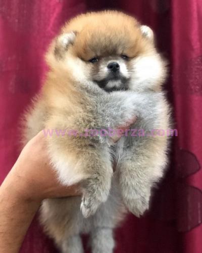 Pomeranski špic,Pomeranac,Pomeranian,Boo štenci