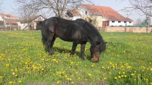 Na prodaju poni pastuv