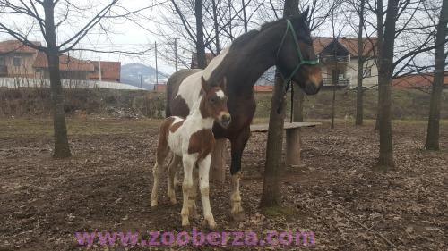 Kobila i žensko ždrebe