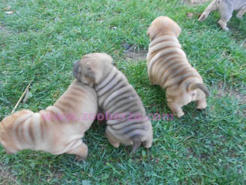 Shar-pei štenci