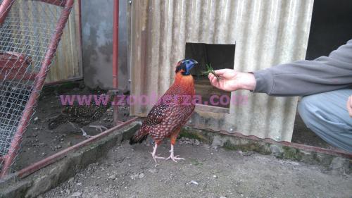 Tragopan Teminck Fazani