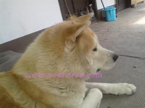 japanska akita inu