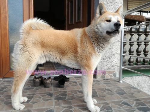 Akita Inu