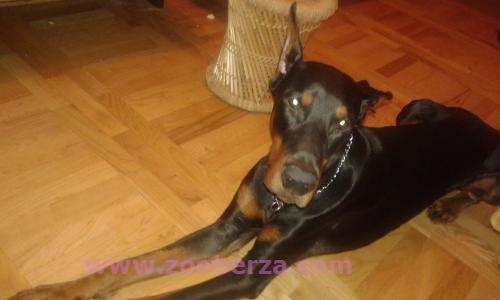 NESTAO DOBERMAN NA NOVOM BEOGRADU(FONTANA)