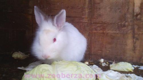 Zecic
