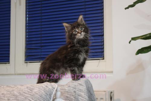 Maine coon macici