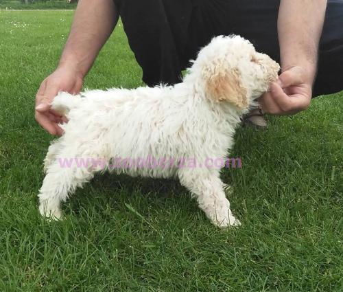 lagotto romagnolo