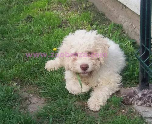 Štene lagotto romagnolo - povoljno
