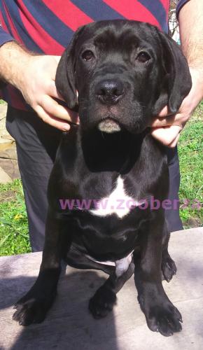 Štenci Cane corso