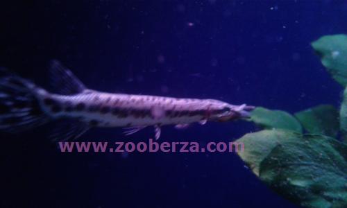 spotted gar 10cm