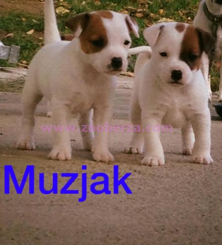 Vrhunski stenci Jack Russell Terriera