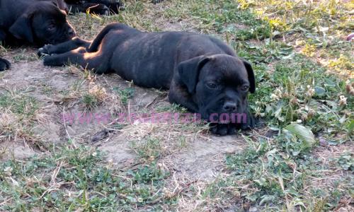 Cane Corso štenci