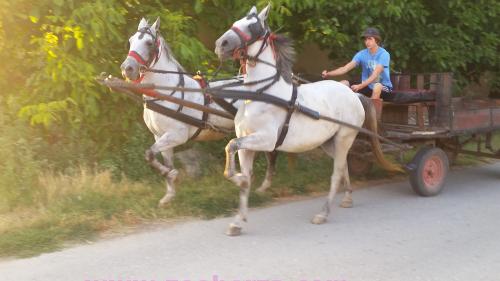 kobile lipicaneke na prodaju