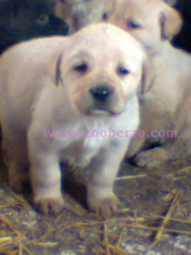 Stenci Labrador Retriver