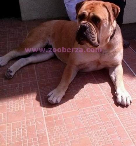 Повољна продаја штенаца расе ,,Bullmastiff''