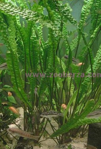 Cryptocoryne aponogetifolia-akvarijumske biljke