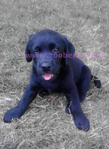 Labrador retriver stenci crni