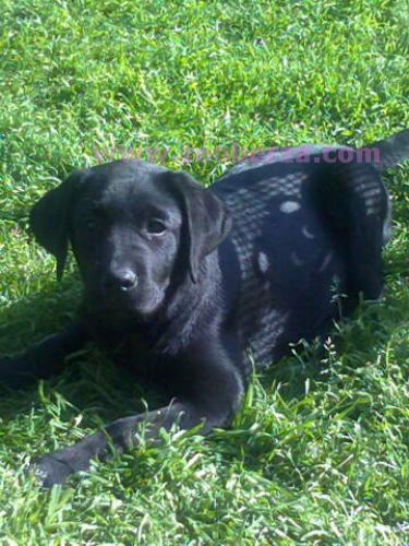 Labrador retriver -obucena zenka 4,5 meseci